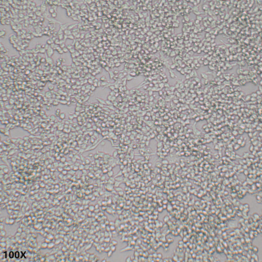 RAW264.7 小鼠单核巨噬细胞 - 广州科珞捷生物技术有限公司-科珞捷生物聚焦于类器官（ORGANOID）技术的发展