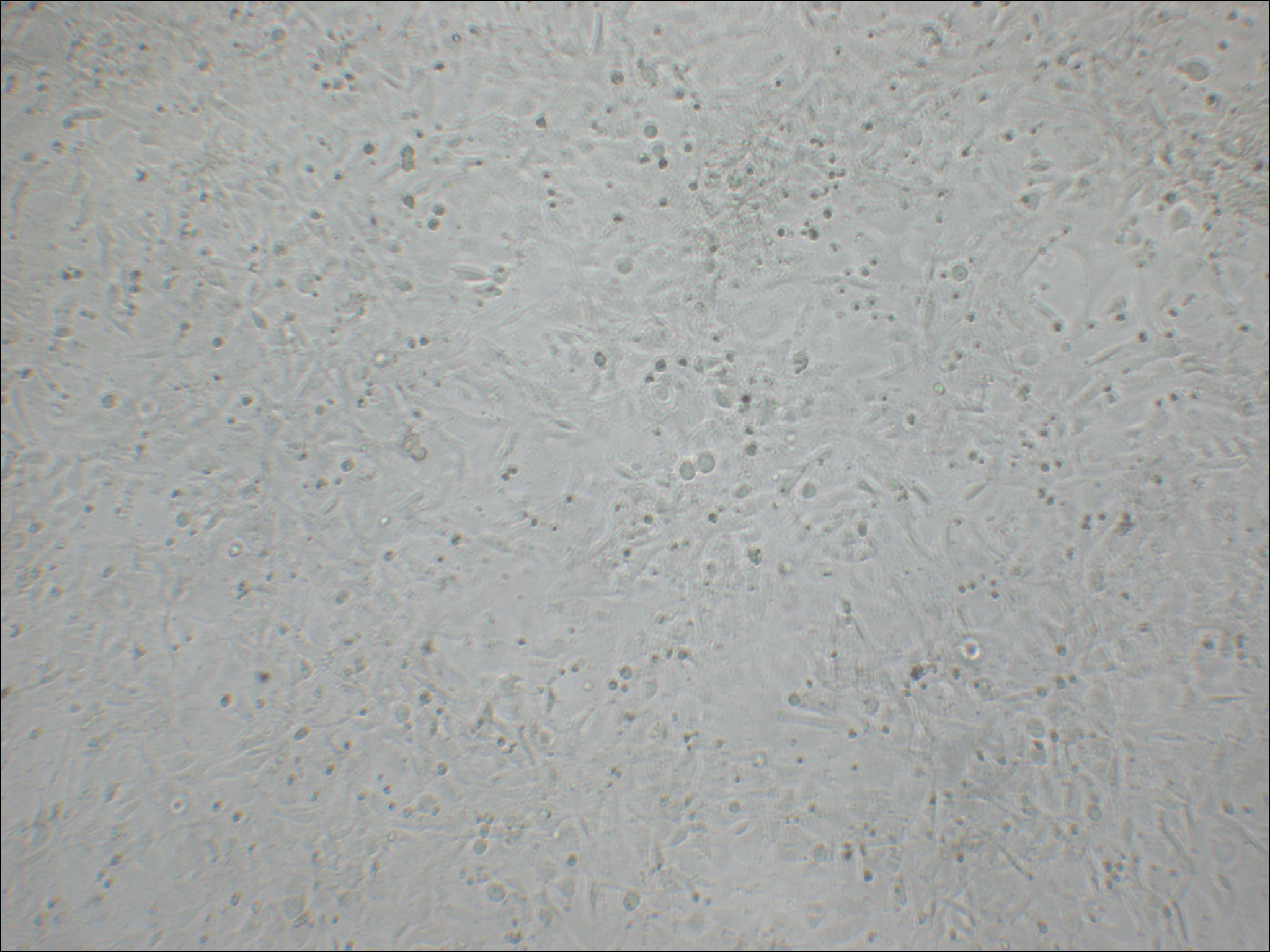 GES-1 人胃粘膜上皮细胞 - 广州科珞捷生物技术有限公司-科珞捷生物聚焦于类器官（ORGANOID）技术的发展