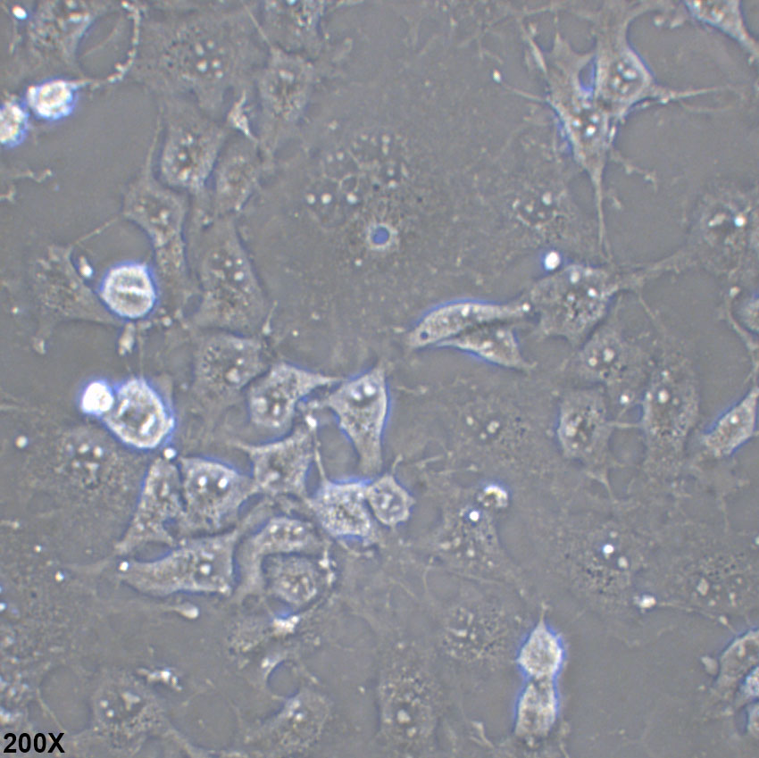 Cos-7 非洲绿猴肾细胞 - 广州科珞捷生物技术有限公司-科珞捷生物聚焦于类器官（ORGANOID）技术的发展