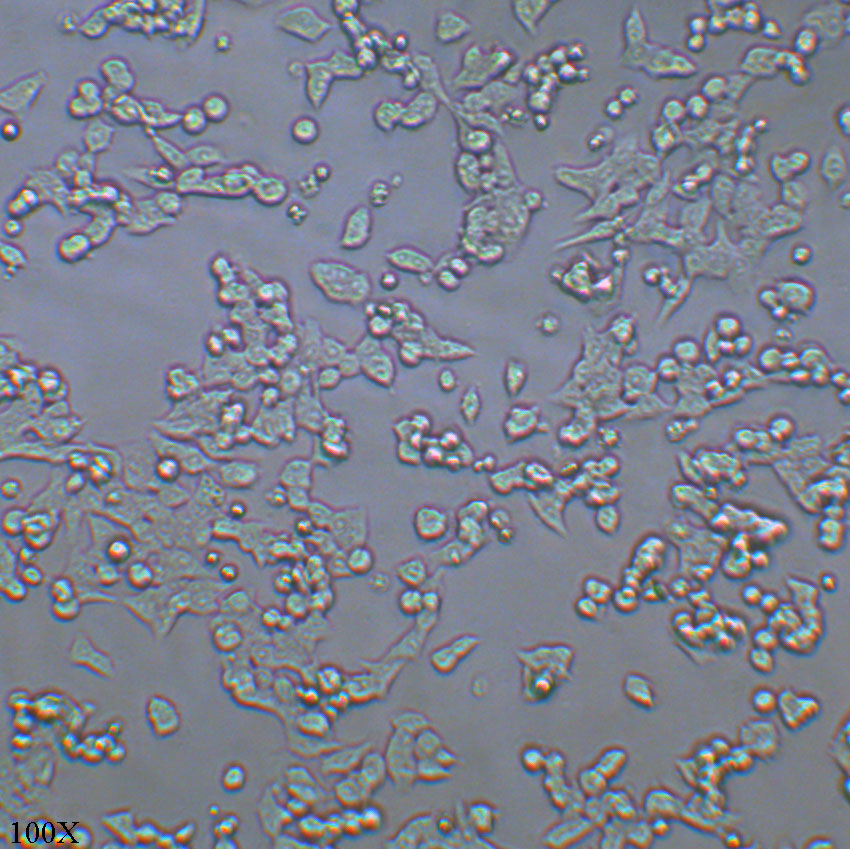 Hct 116 人结直肠腺癌细胞 广州科珞捷生物技术有限公司 科珞捷生物聚焦于类器官(organoid)技术的发展