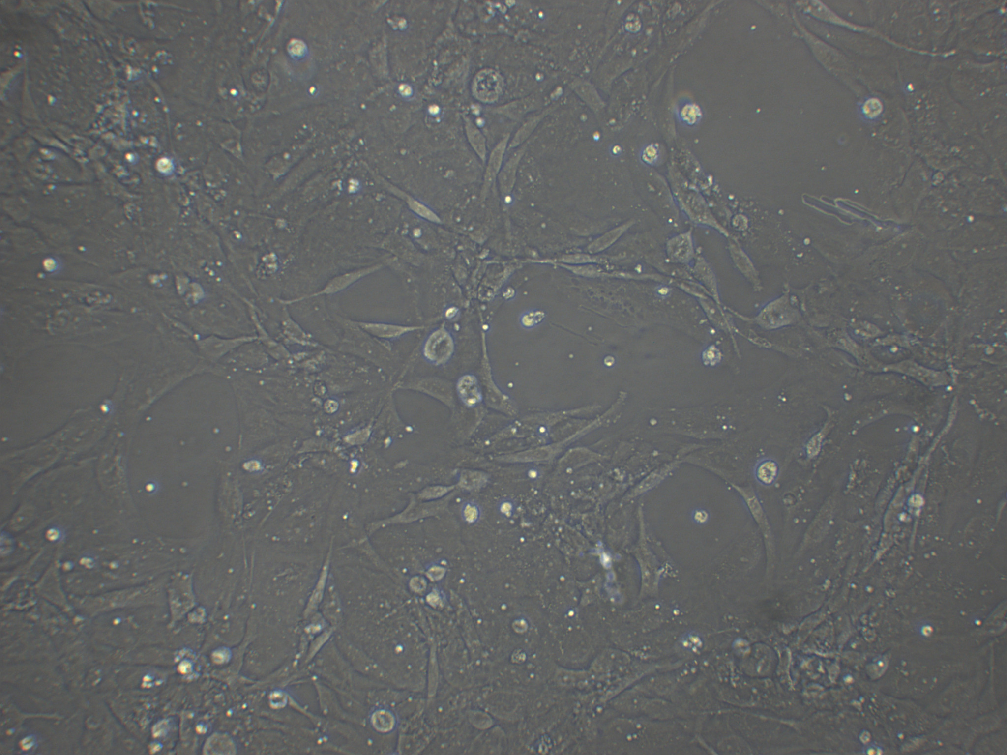 GES-1 人胃粘膜上皮细胞 - 广州科珞捷生物技术有限公司-科珞捷生物聚焦于类器官（ORGANOID）技术的发展